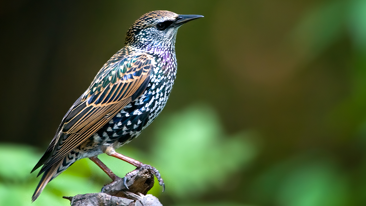 Watch: Flocks of starlings are mesmerizing, but the birds are an ...