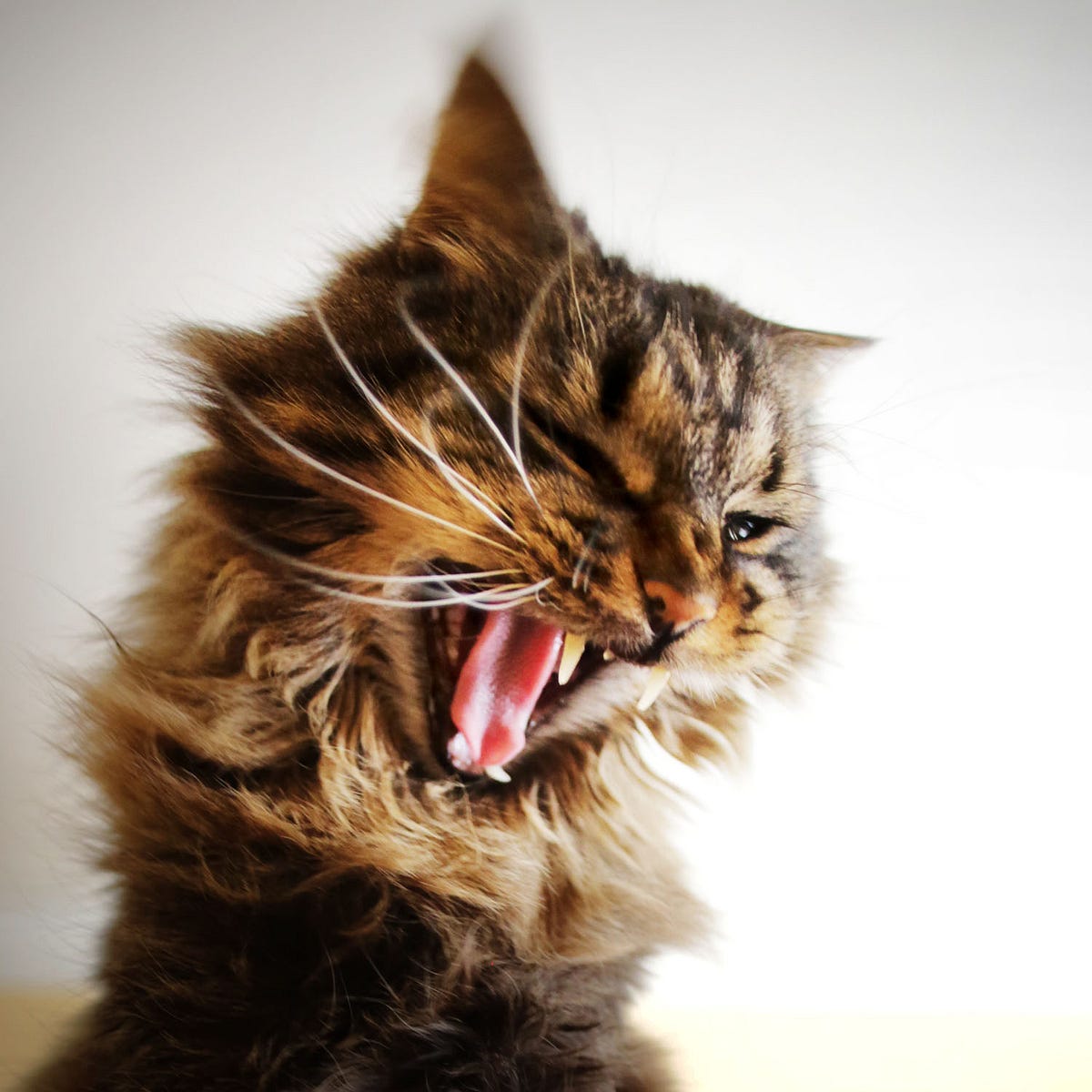 Hell Hath No Fury Like a Cat Taunted - SNAPSHOTS - Medium
