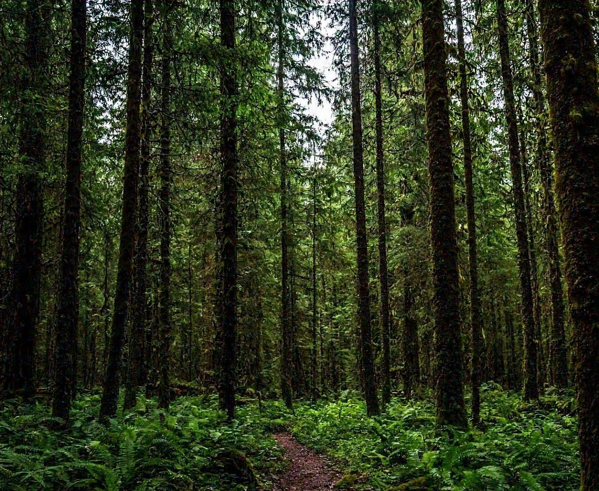 The Role of Trees in Combating Climate Change | by Nusrat Bibi | Medium