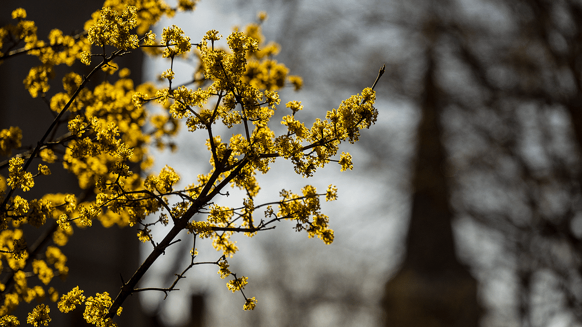 The Wicked Witch Without N Within | by Aparna | Scribe