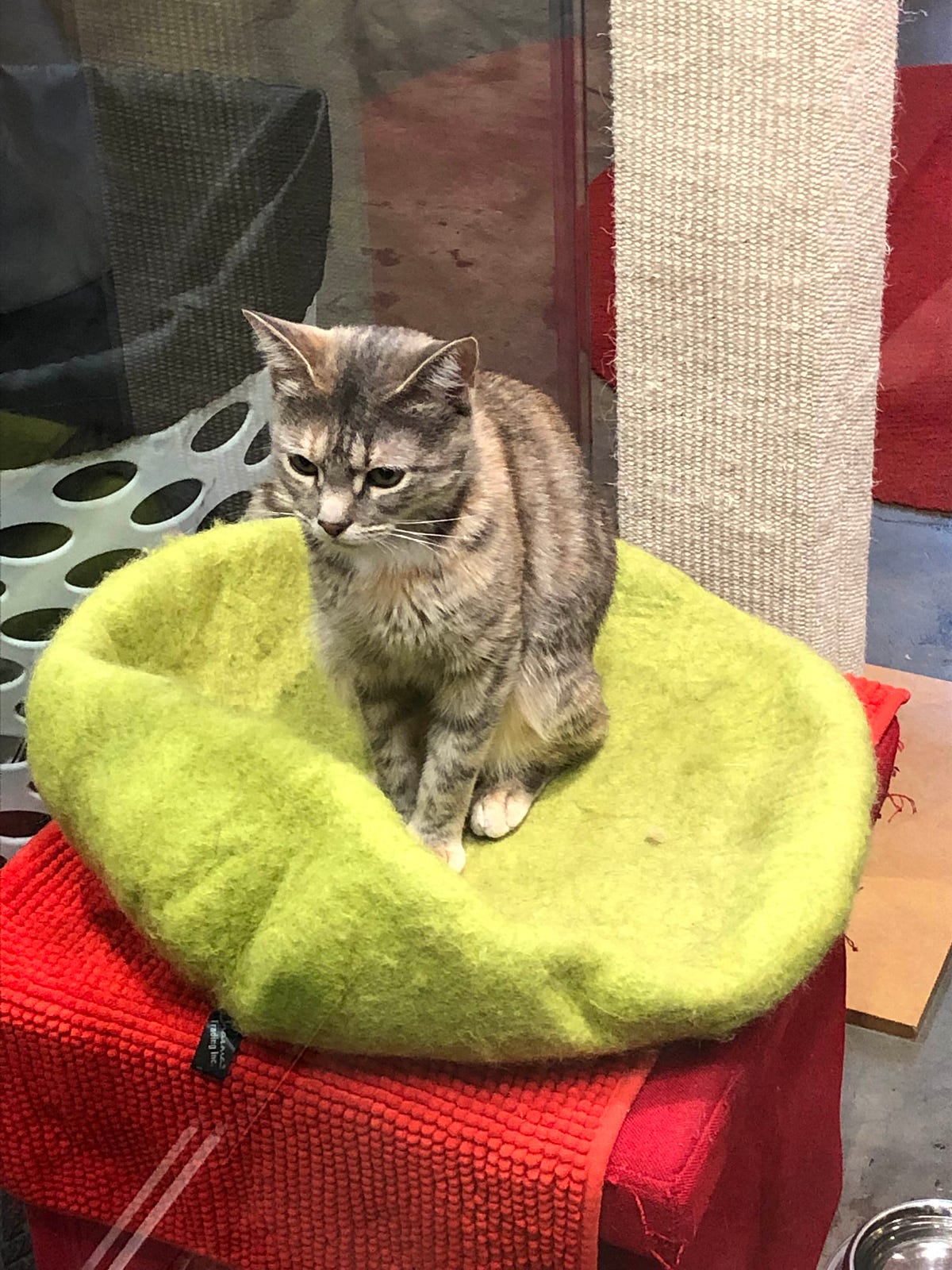 Entrep-Design Week 1 — Visiting a Cat Cafe, Koneke. | by Kenrick Ramsay ...