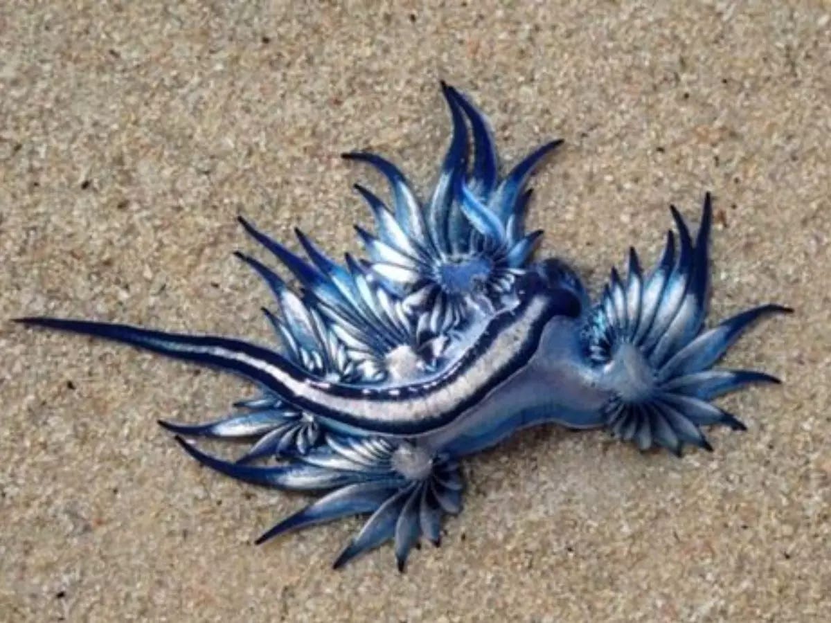 A Peek Into The Amazing Life Of The Blue Dragon (Glaucus atlanticus ...