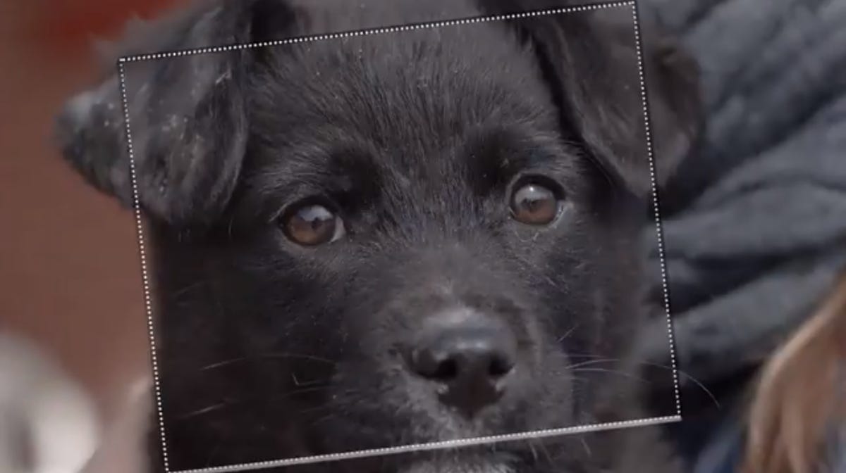 How SPCA Online is Revolutionizing Animal Adoption and Rescue Efforts ...