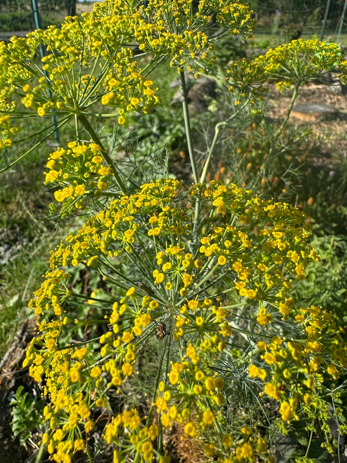 My Love for Dill and the Joy of Growing It in My Garden | by Callie Sherwood | Jun, 2024 | Medium