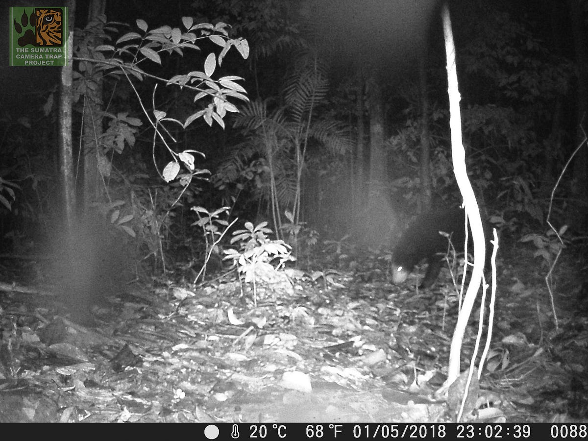 From the Field — Sumatra: First Photograph Of Elusive Sun Bear Living ...