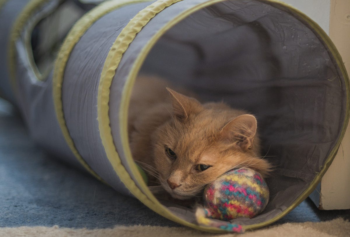 Security Mouse - Catness - Medium