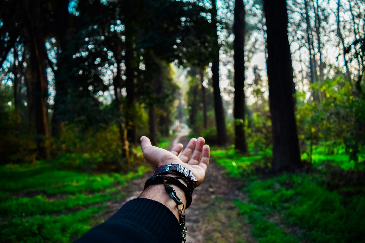 Changa Manga Forest:. Changa Manga Forest | by Qasim ali | Medium