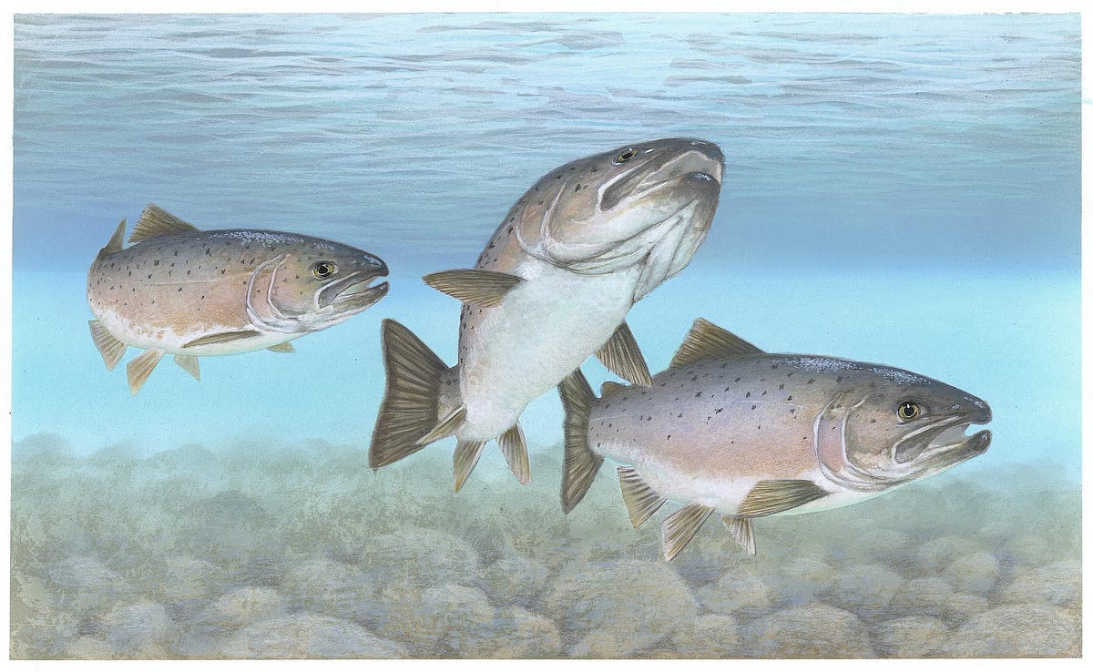 Factors To Look For When Buying Atlantic Salmon Fish From Any Of Its ...