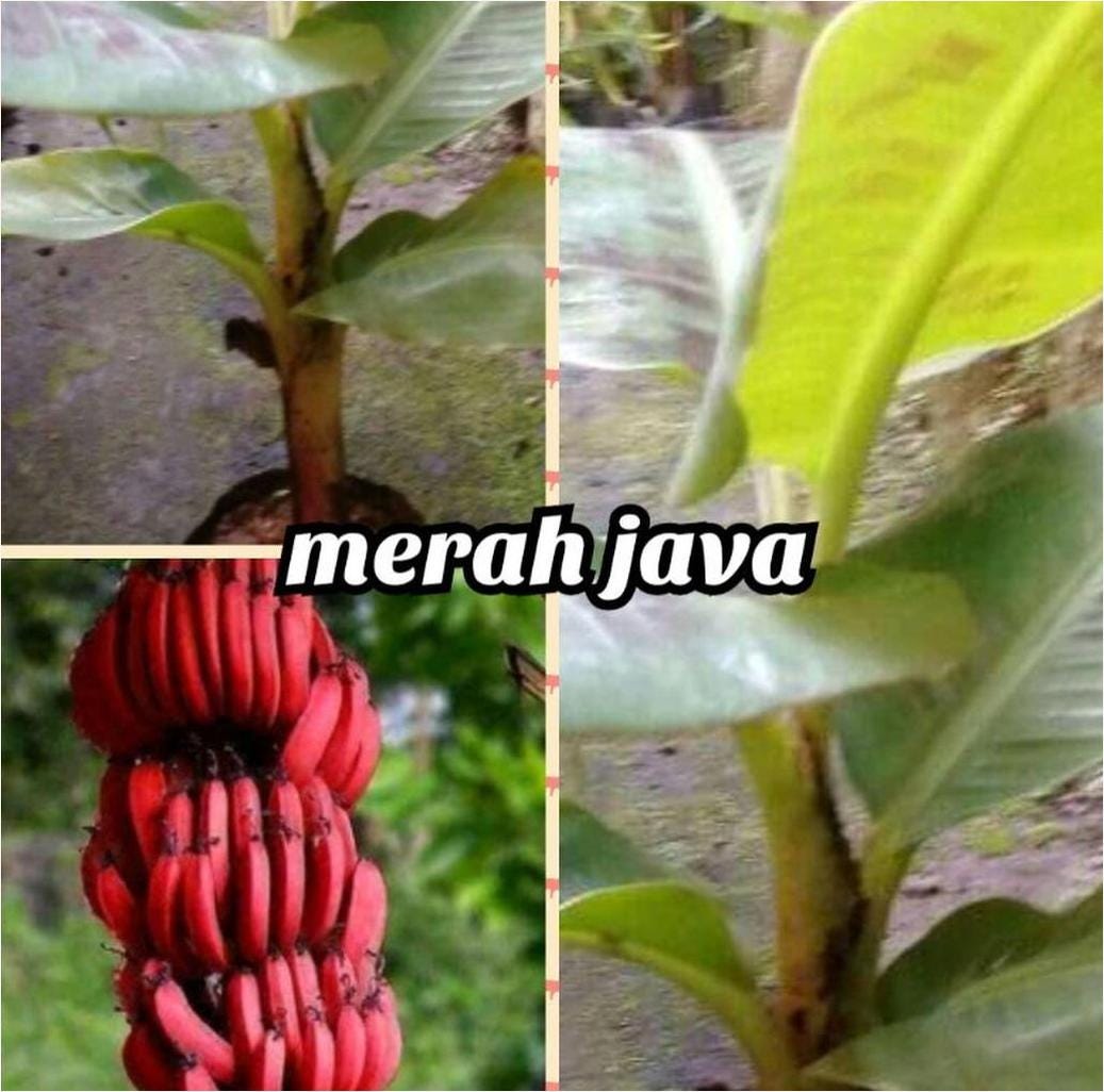 Bibit Pisang Merah Keunguan Java Bangli | by Itangnursery | Medium