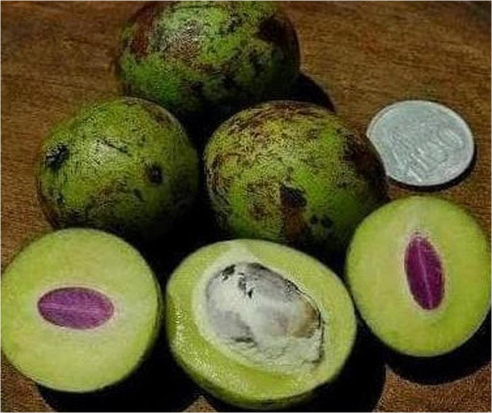 Original Bibit Pohon Buah Gandaria — Jatake A+ Kota Tegal | by ...