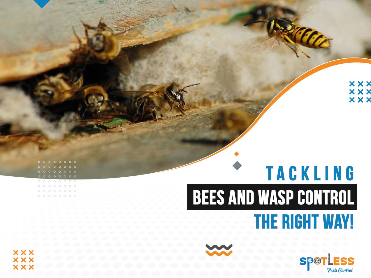 Tackling Bees And Wasp Control The Right Way! | by Spotless Pests Group | Medium