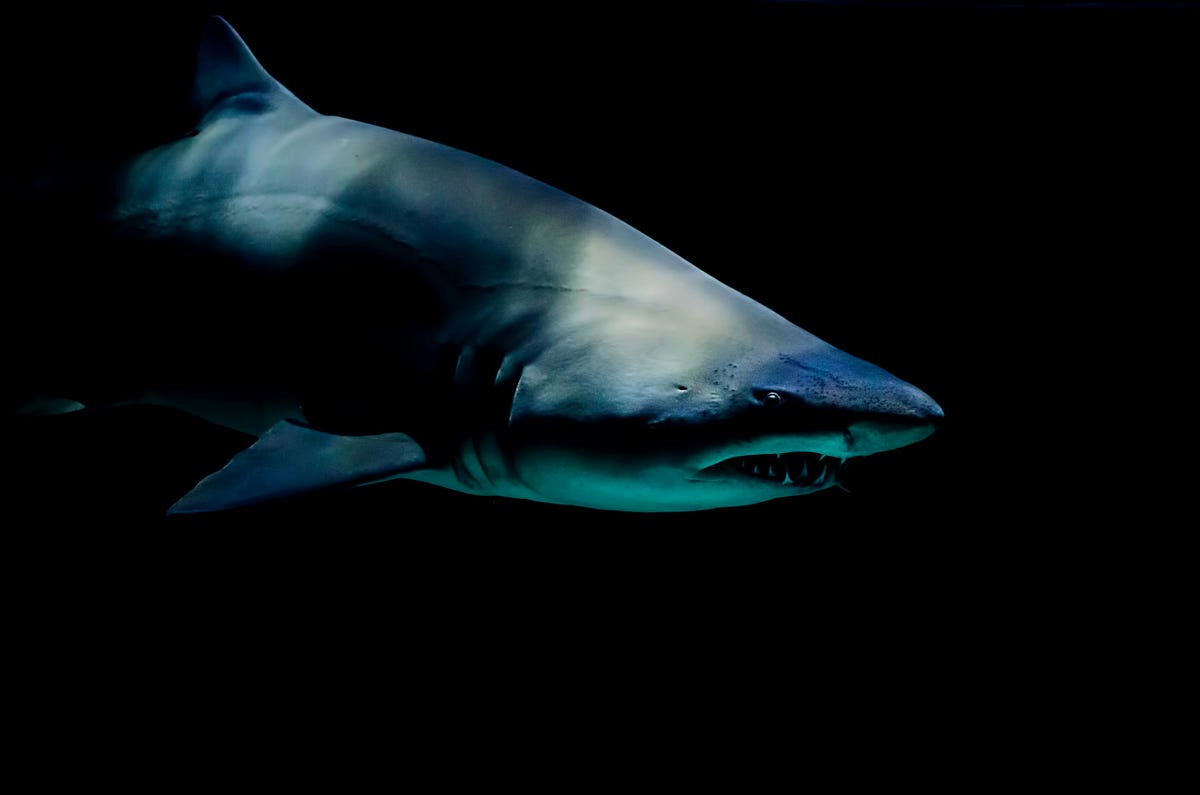 Spear Fishing With Bull Sharks. The spears, the fish, and the reef | by ...