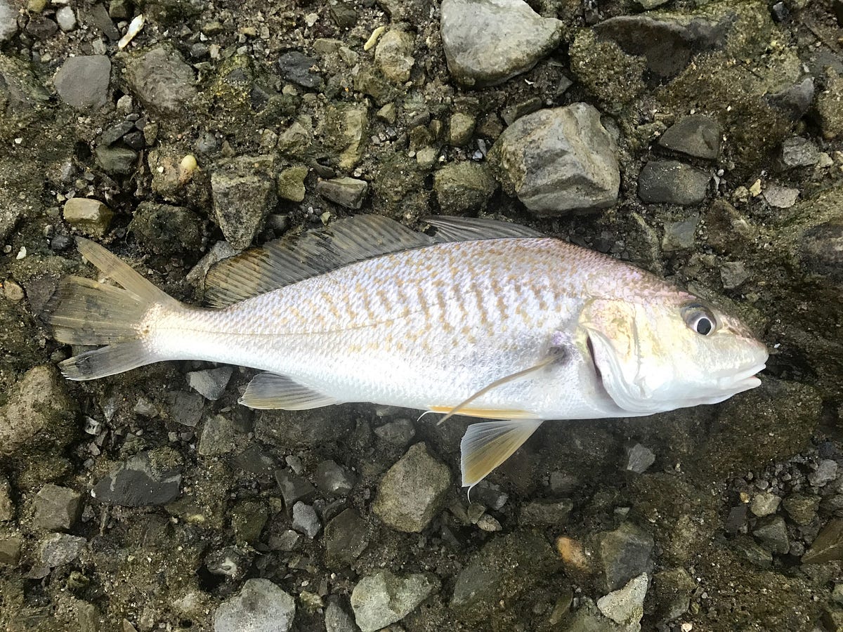 The Atlantic croaker fish is one of the loudest fishes on the Planet ...