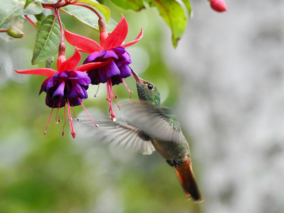 What a little bird taught me about contribution (the fable of the ...