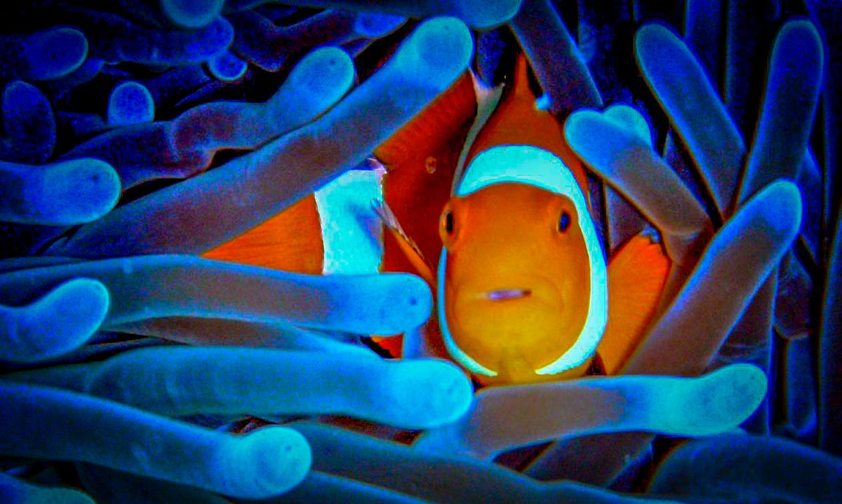 Clown Jokes and Logic Bombs. Mind food for shining wits | by Britni ...