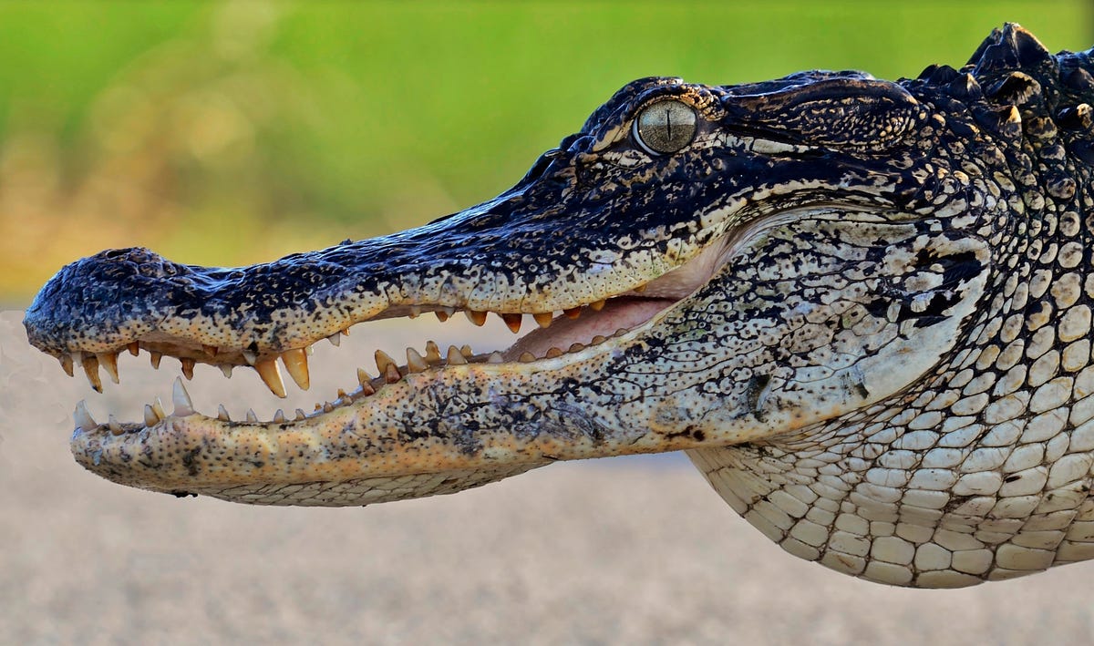 Cold blood, complex heart. Alligator hearts contain a specialized… | by ...