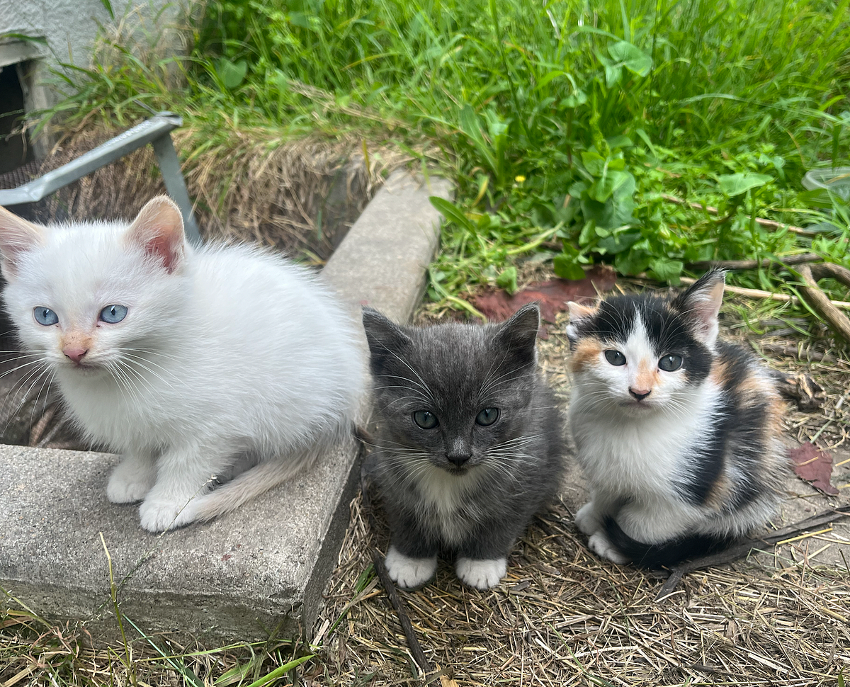 Reasons Why I Rescued Three Feral Kittens I Found Outside My Apartment ...