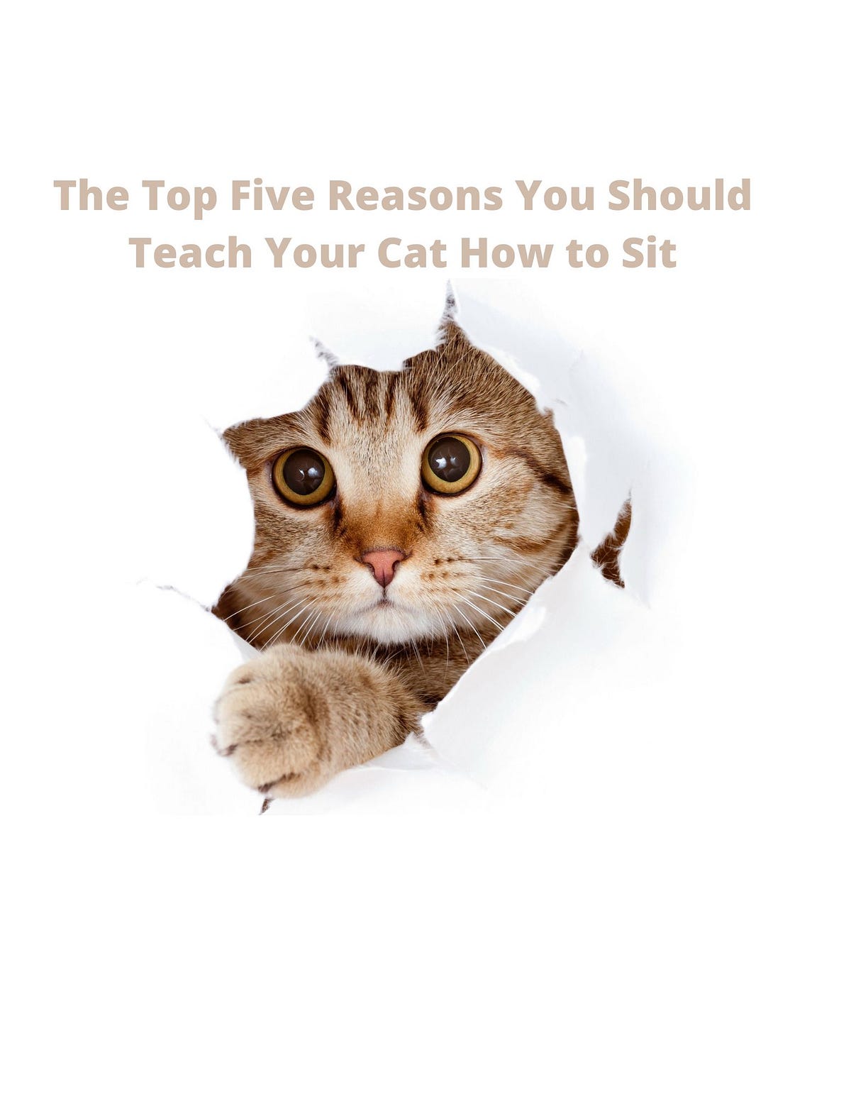 The Top Five Reasons You Should Teach Your Cat How to Sit | by Mamadou ...