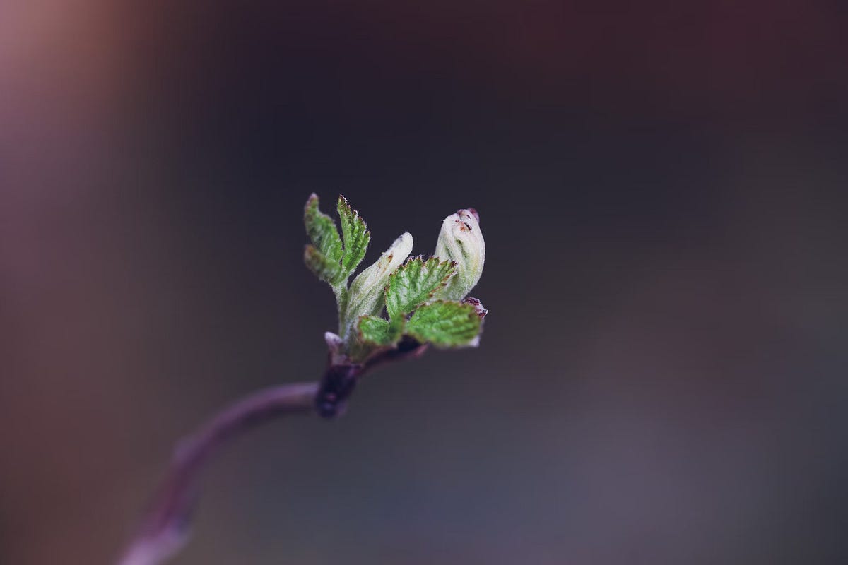 Green, My Dear Friend. Green was loud In the way that a sudden… | by ...