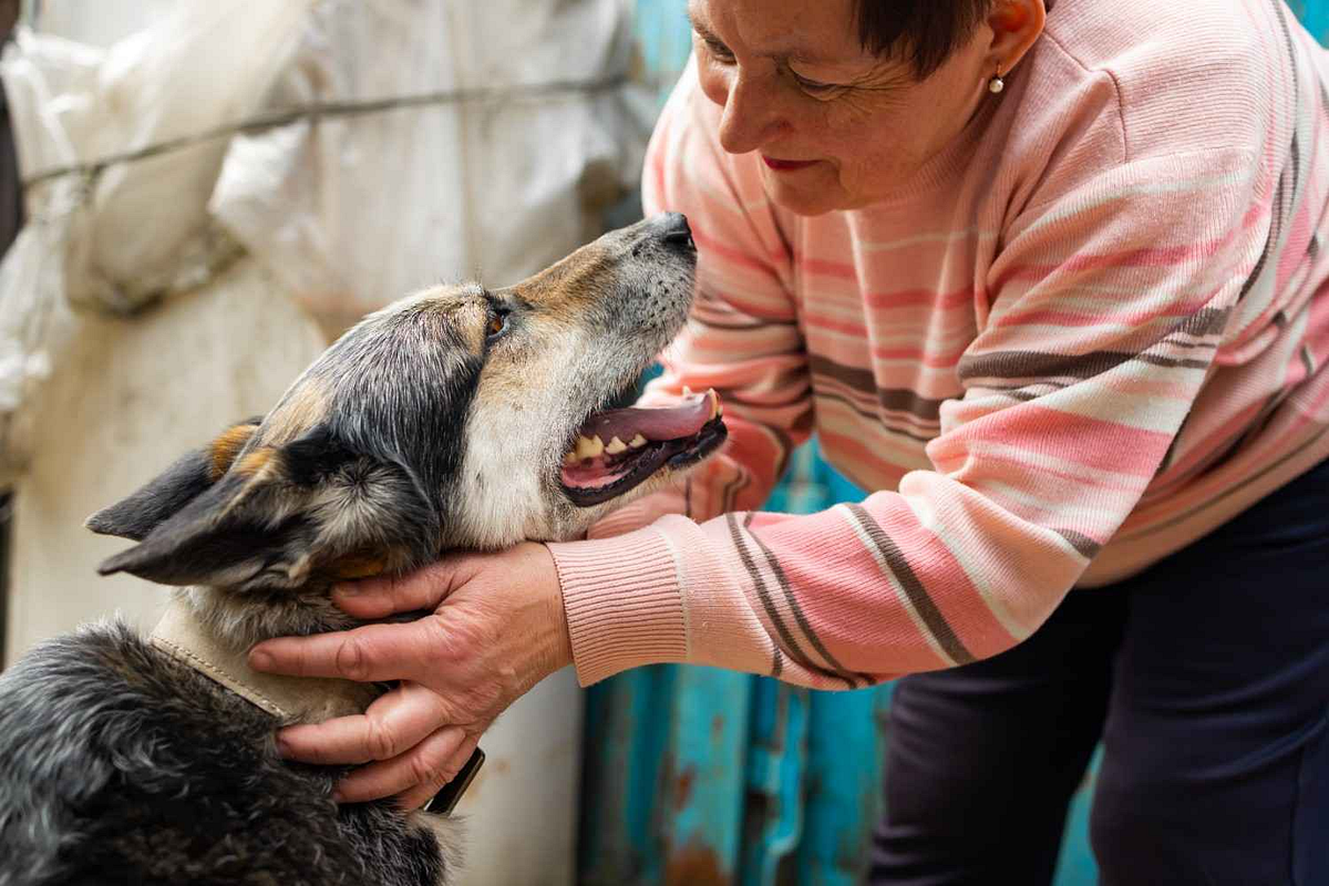 Navigating Special Grooming Challenges: 9 Tips for Senior and Anxious ...