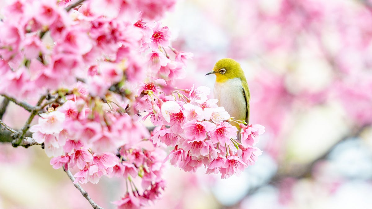 The Bird - Scribe - Medium