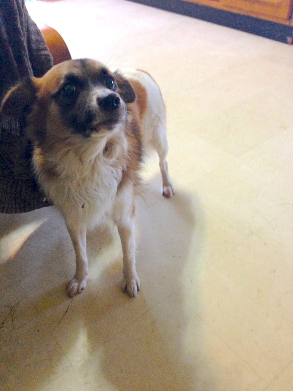 Stories From Taiwan: The Dogs I Met | by Amy Tsai | Medium