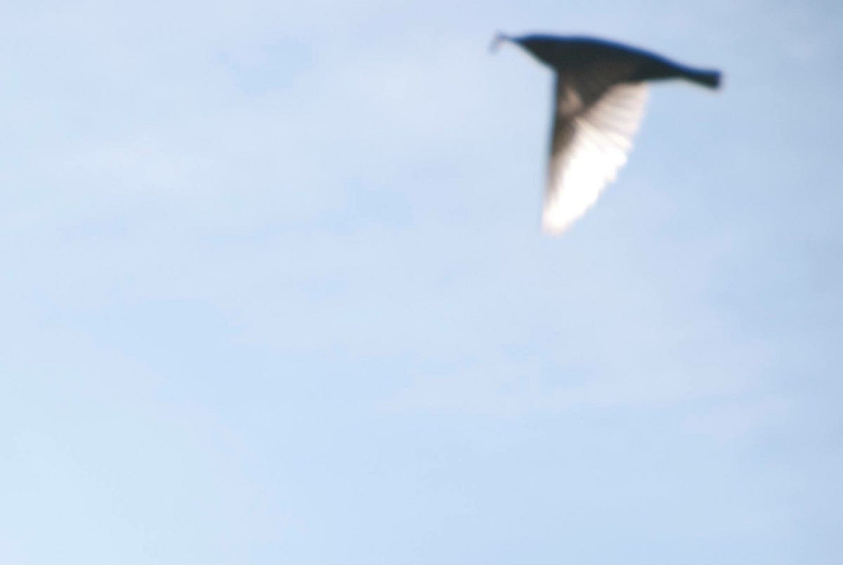 Haiku #77/100 bird. a bird in full flight | by Gijs Van Breugel | My ...