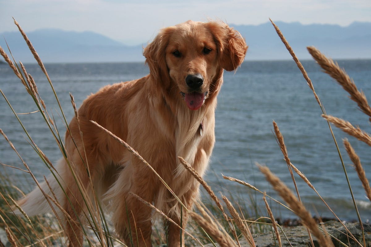 Ten lessons from the world’s best dog | by brucegrierson | Medium