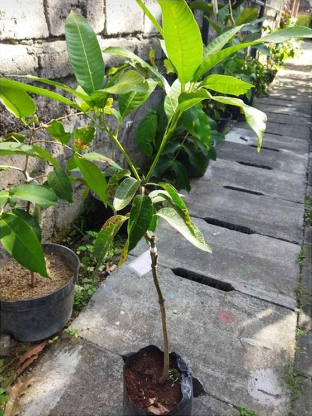 Bibit Mangga Manalagi Jumbo Termanis Okulasi Indramayu Berkualitas | by ...