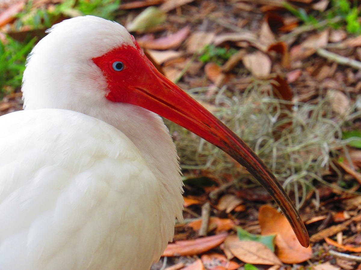 Built to Probe. An American White Ibis photo journal | by Dennett ...