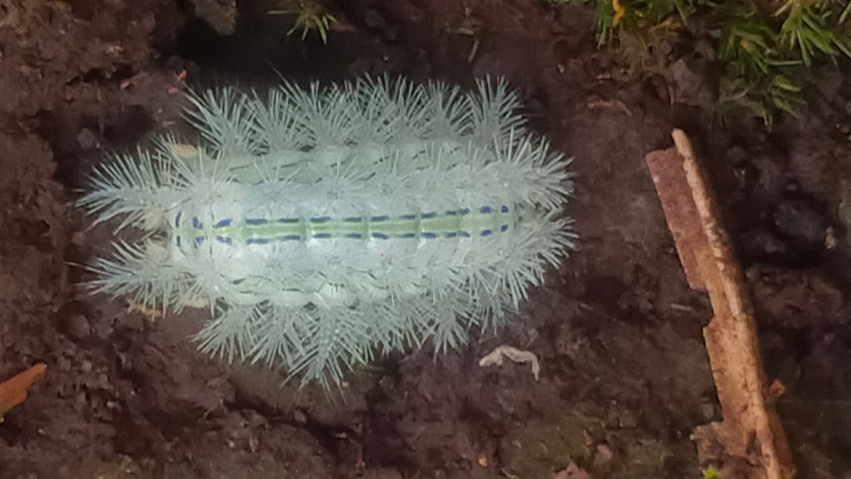 Susica malayana morphological description in Oil Palm, North Sumatera ...