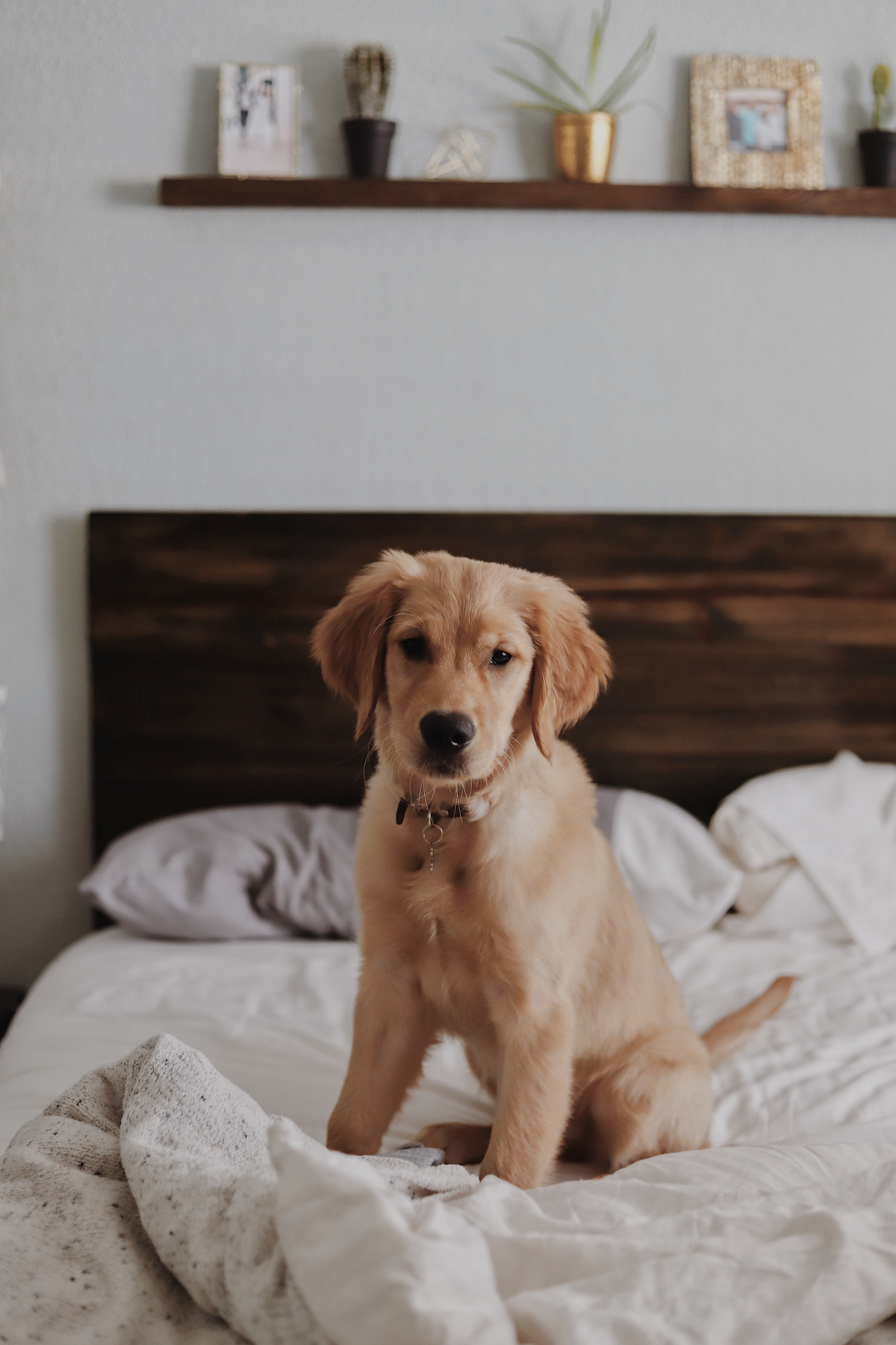 Once a dog, always…. Photo by Amy Humphries on Unsplash | by Bonnie ...