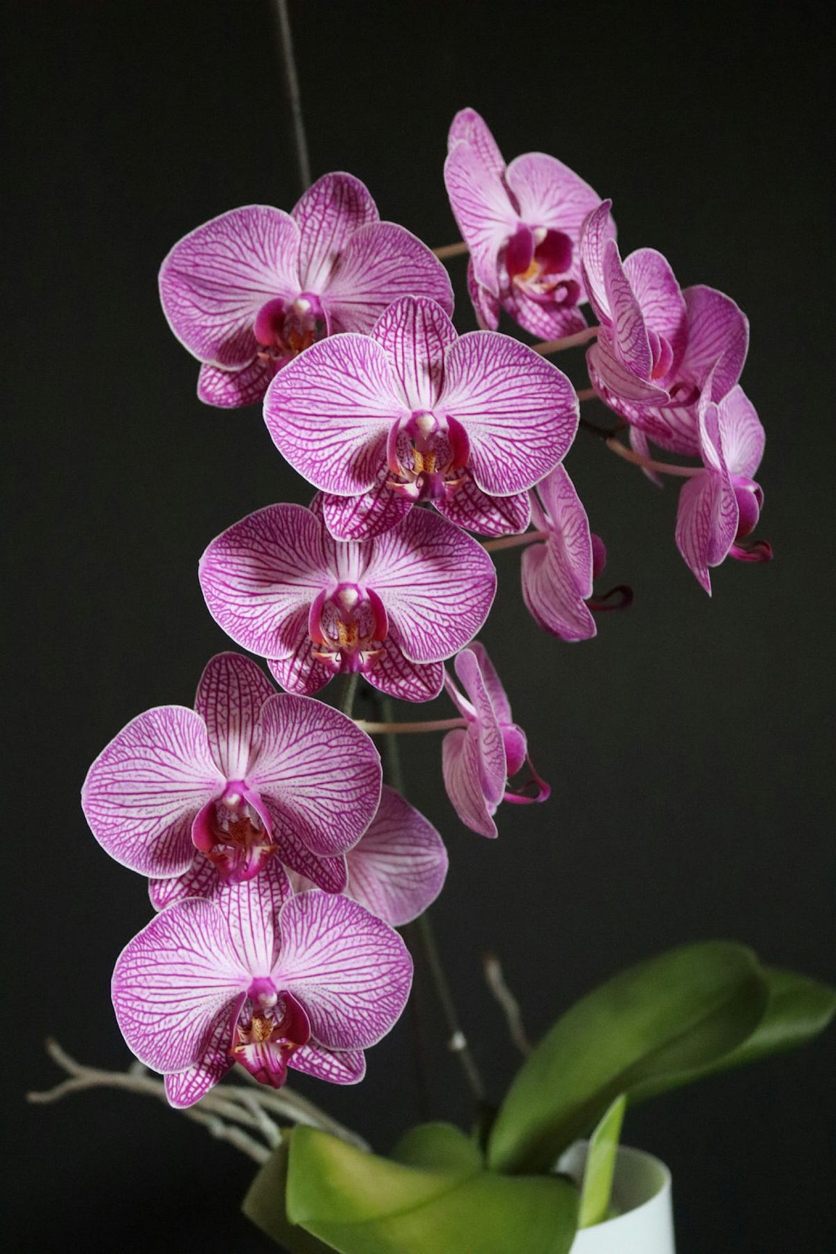 Haiku — Orchid - Kali Guess - Medium
