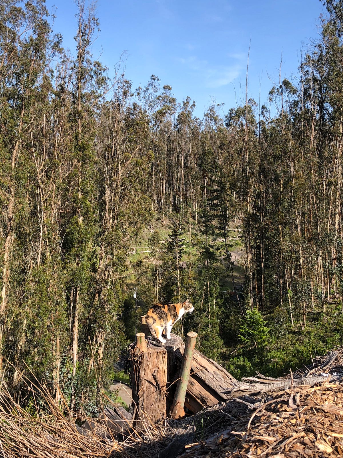 Spiders in the Pines - Emily Key - Medium