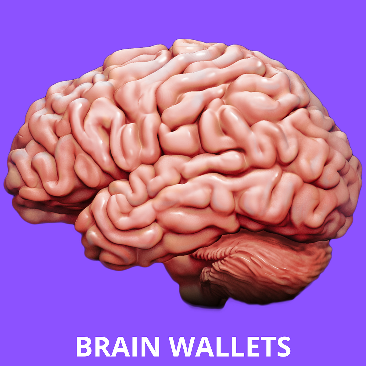 Brain Wallets || What it is. Not a hot wallet, not a custodial one… | by Jaewi | Coinmonks | Medium