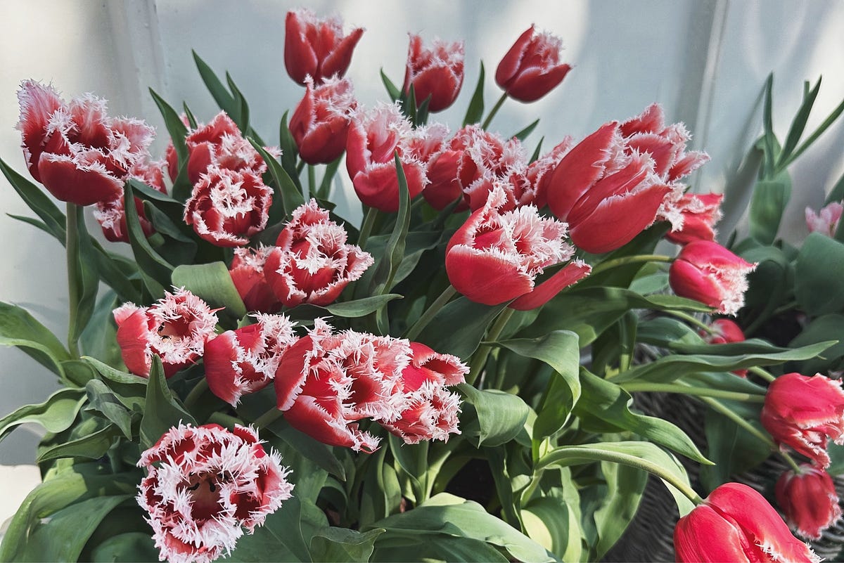 Where Did All These Tulips Come From? A Brief History of Tulipmania in ...