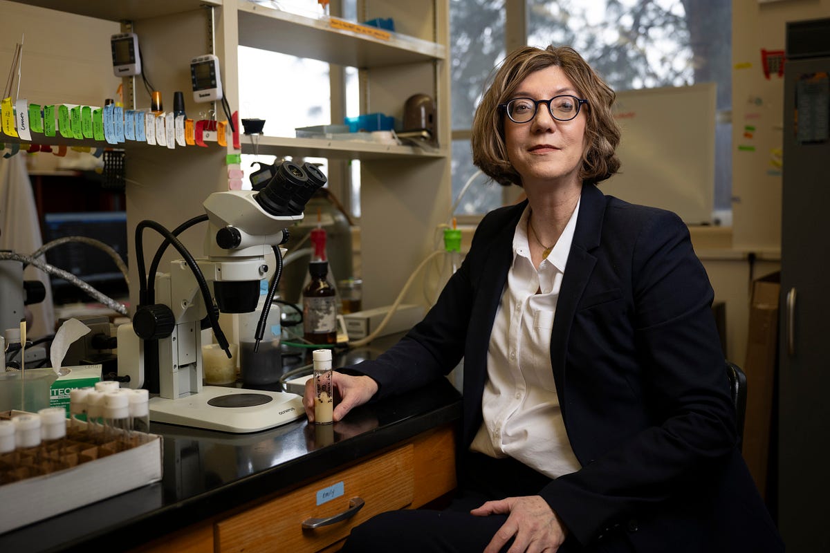 ‘Hangry’ Fruit Flies Advance Soldier Science | by University of Montana ...