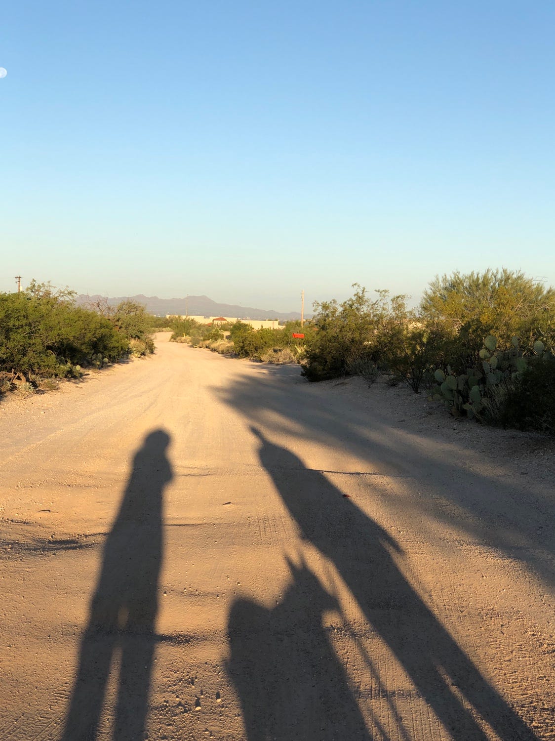 Desert Beauty Haiku Trio. A morning walk | by Lisa Spray | Medium