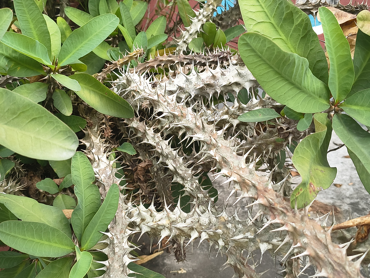 Thorn for Thorn Diplomacy. There’s an old Bengali proverb that… | by ...