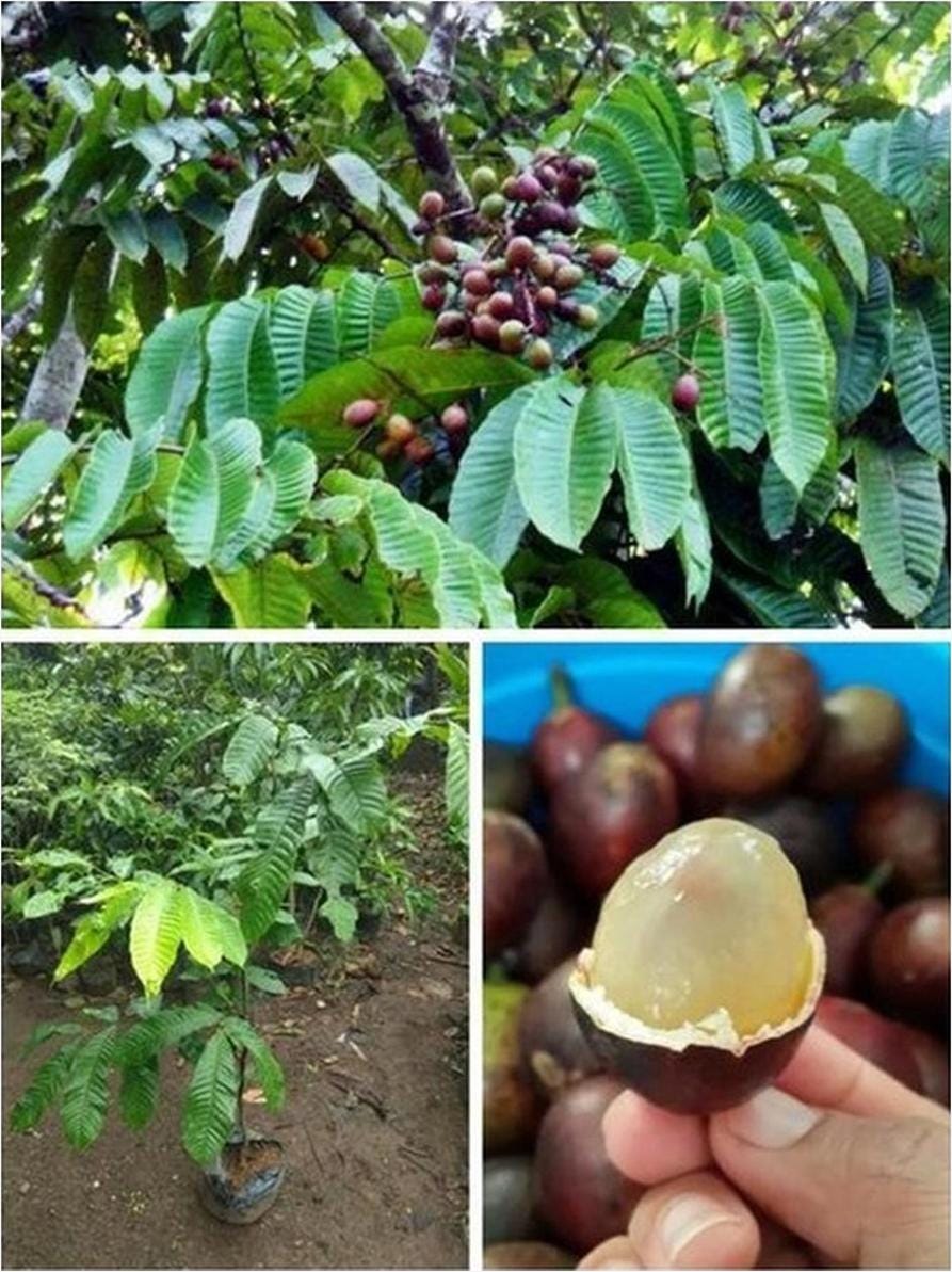 Bibit Pohon Matoa Unggul Jenis Super Okulasi — Cangkok Pembibitan Garut ...