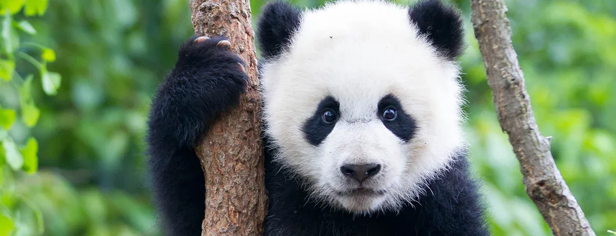 Everything you need to know about pandas for data science | by Benjamin Juillet | May, 2025 | Medium