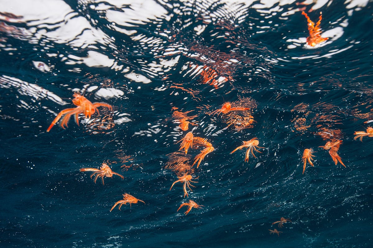 Life Below Water. Diving within the depths of our oceans… | by Dariana ...