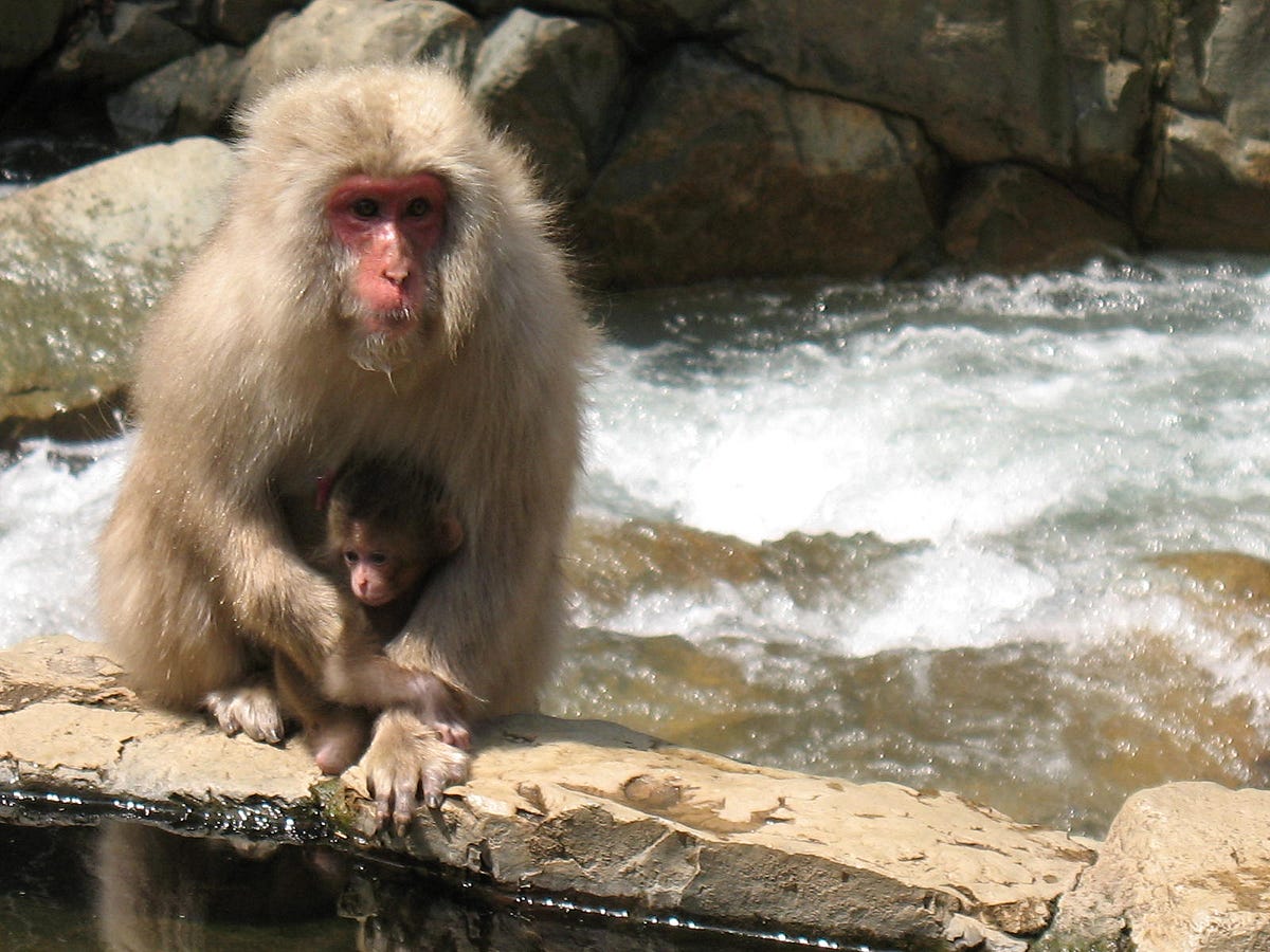 The Snow Monkeys of “Hell Valley” | by Kevin VH | JapanCurious | Medium