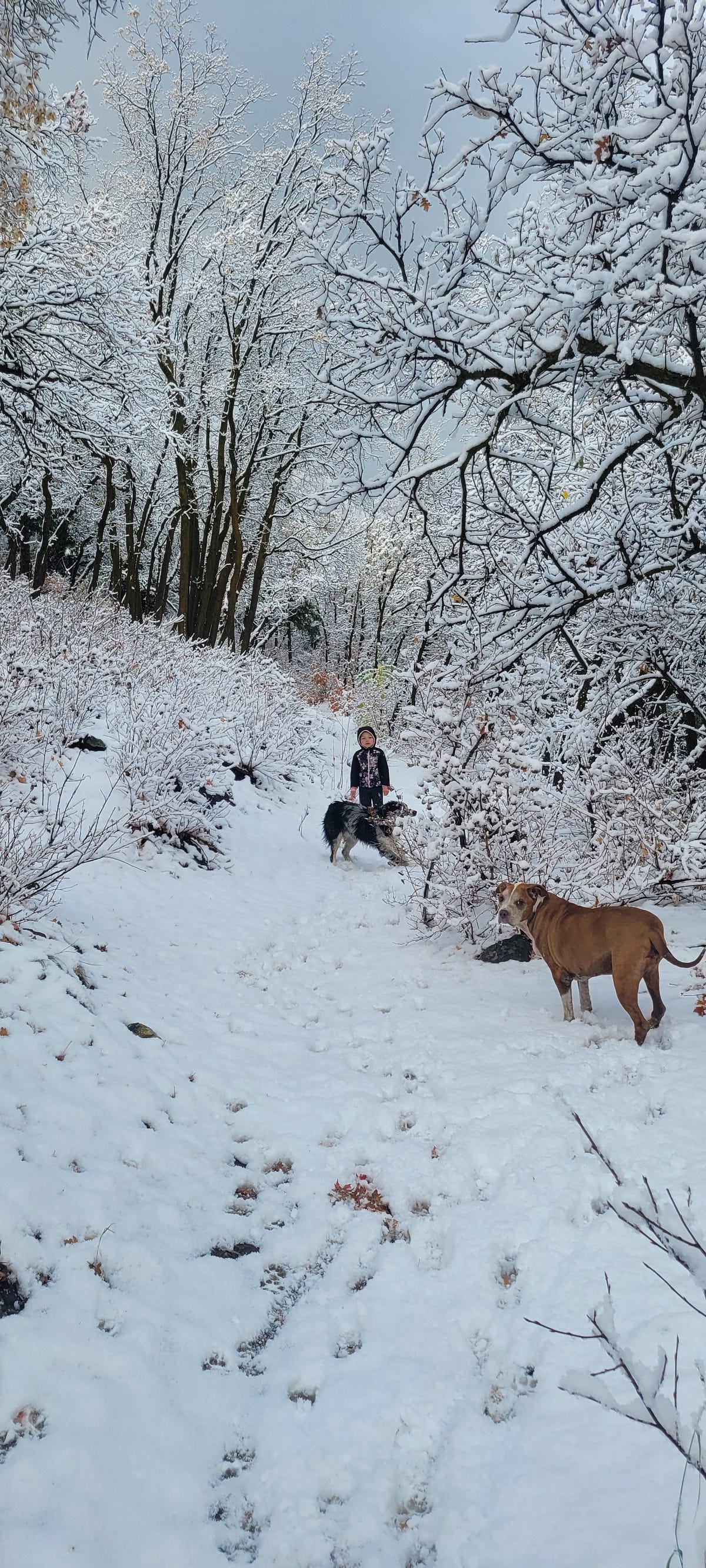 Still Fall when Winter came!. https://youtube.com/shorts/LQdG3rDC | by Noki and Nauli Naja | Medium