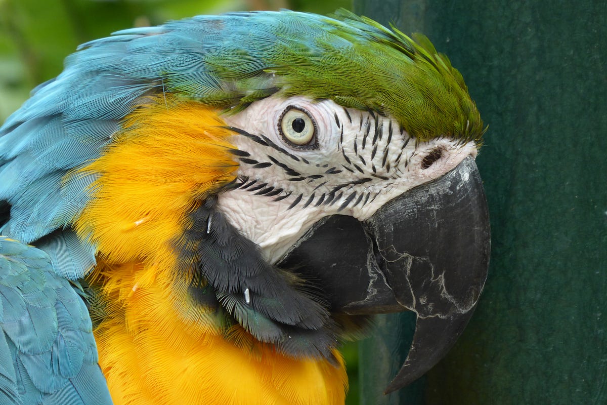 The Joy of Photographing Animals | SNAPSHOTS