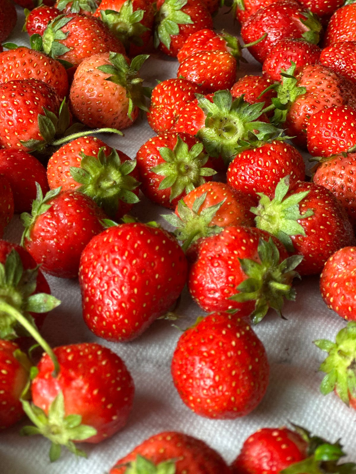The Harvest Continues-Strawberries, Peas, Cucumbers and Squash | by Dan ...