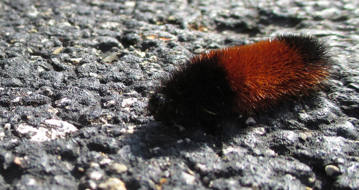 Combining Datasets with Fuzzy Matching | by Roland Jeannier | Medium