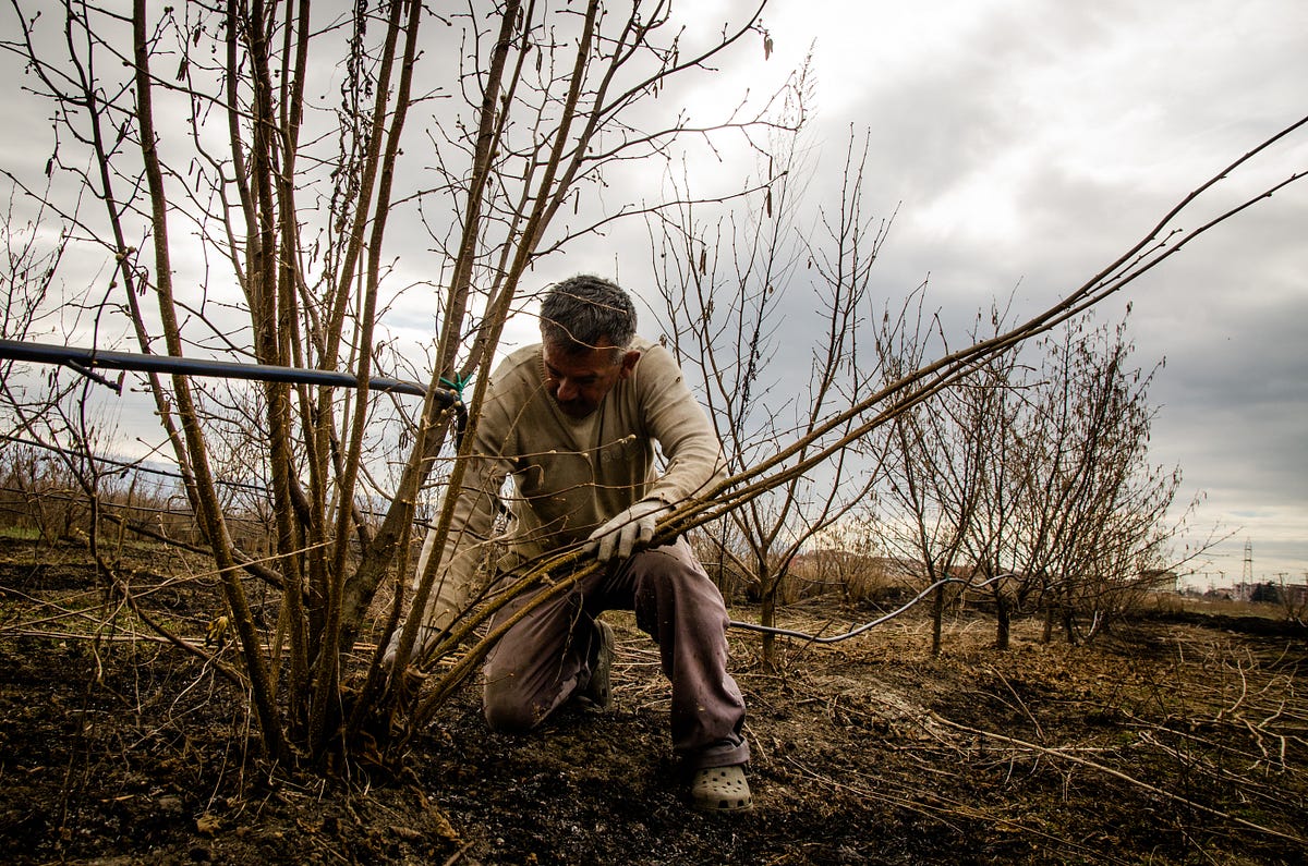 Suckering a Hazelnut. WWOOFing on a hazelnut farm in… | by Teresa Ha ...