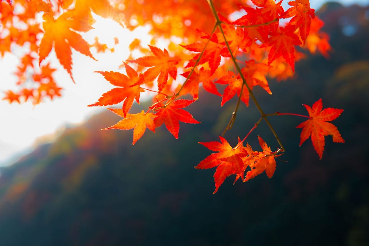 Thanksgiving Reflections: America’s Colonial, Imperial Pre-destiny | by ...