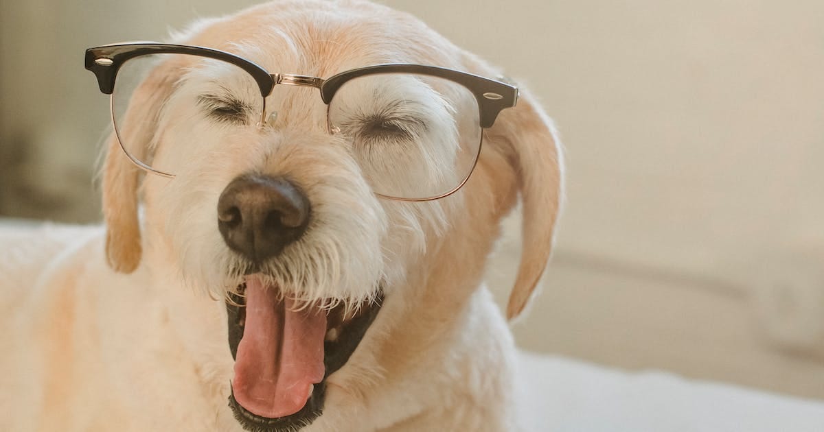 How My Furry Friends Taught Me to Love Writing! | by Jenni Delos Reyes ...